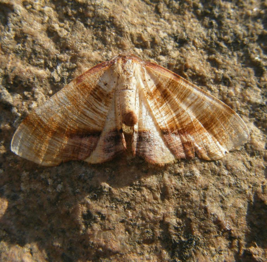 Scorched Wing | NatureSpot