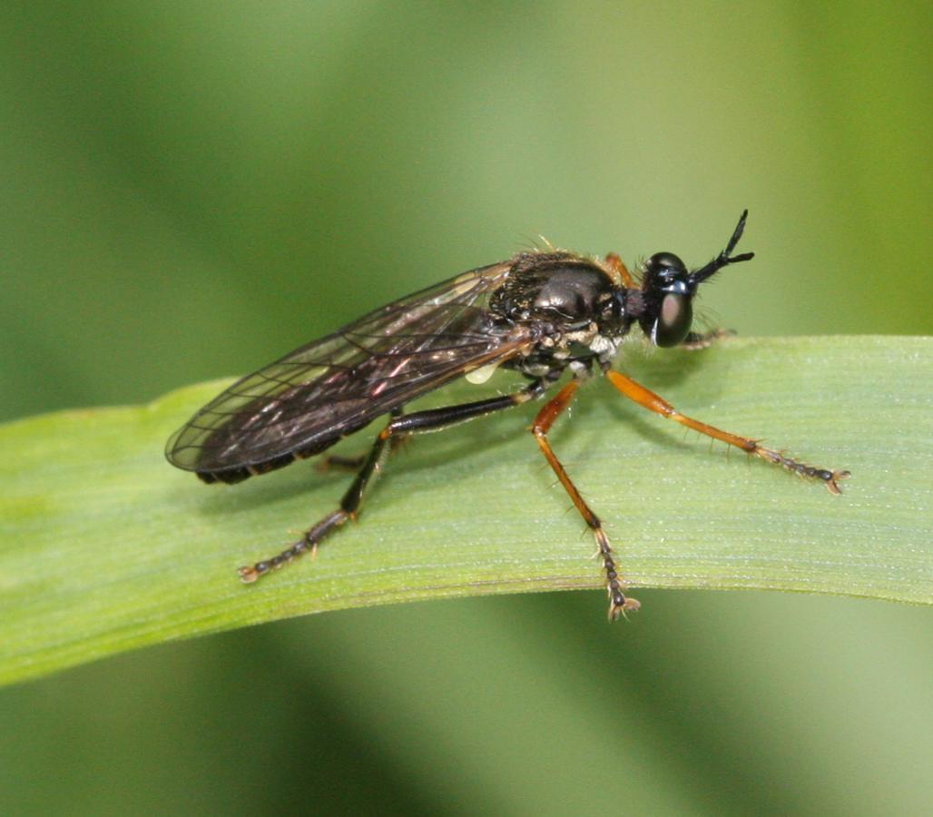 Common Red-legged Robberfly | NatureSpot