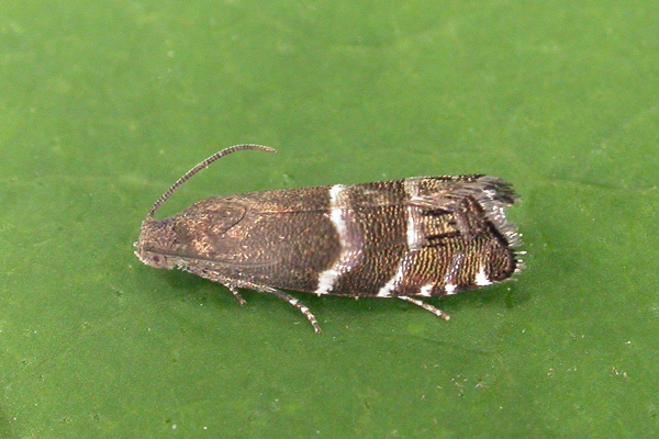 Cydia cosmophorana | NatureSpot