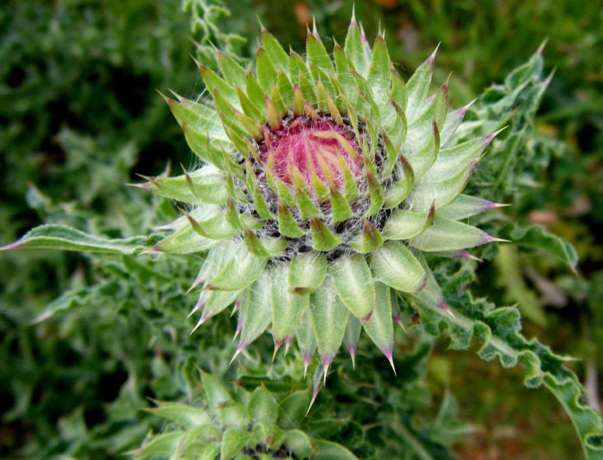 Musk Thistle | NatureSpot