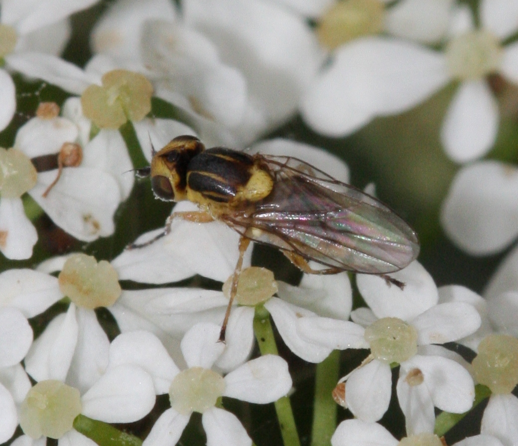 Chlorops pumilionis | NatureSpot