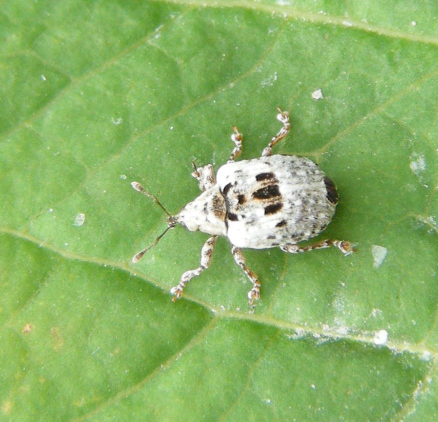 Cionus alauda | NatureSpot