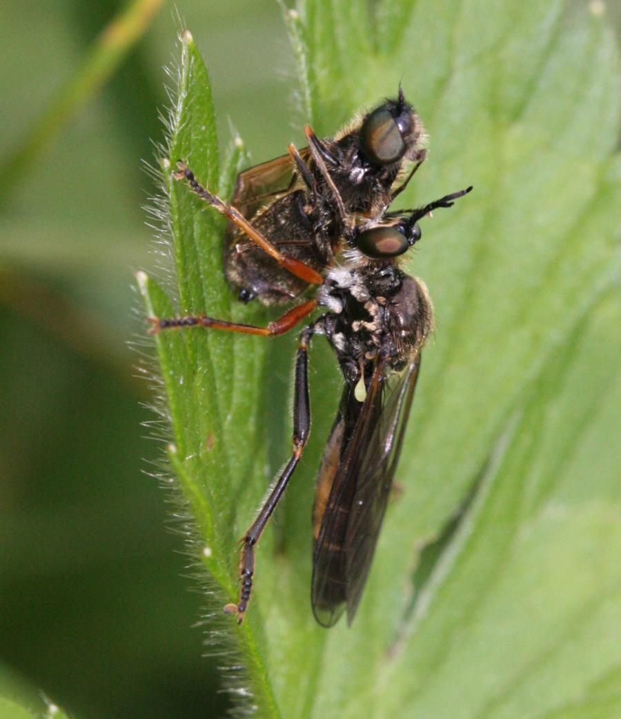 Common Red-legged Robberfly | NatureSpot