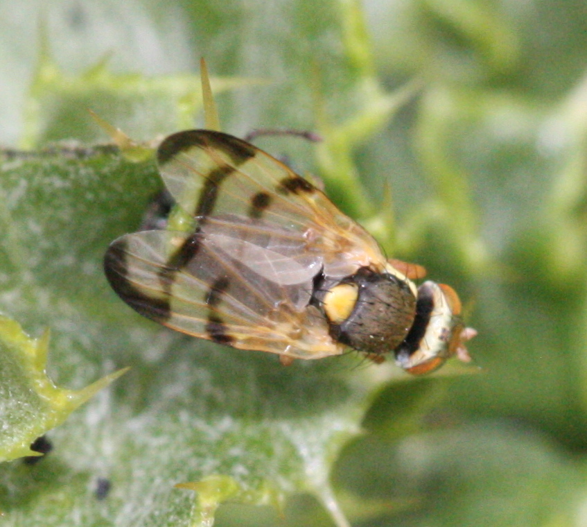 Urophora stylata | NatureSpot