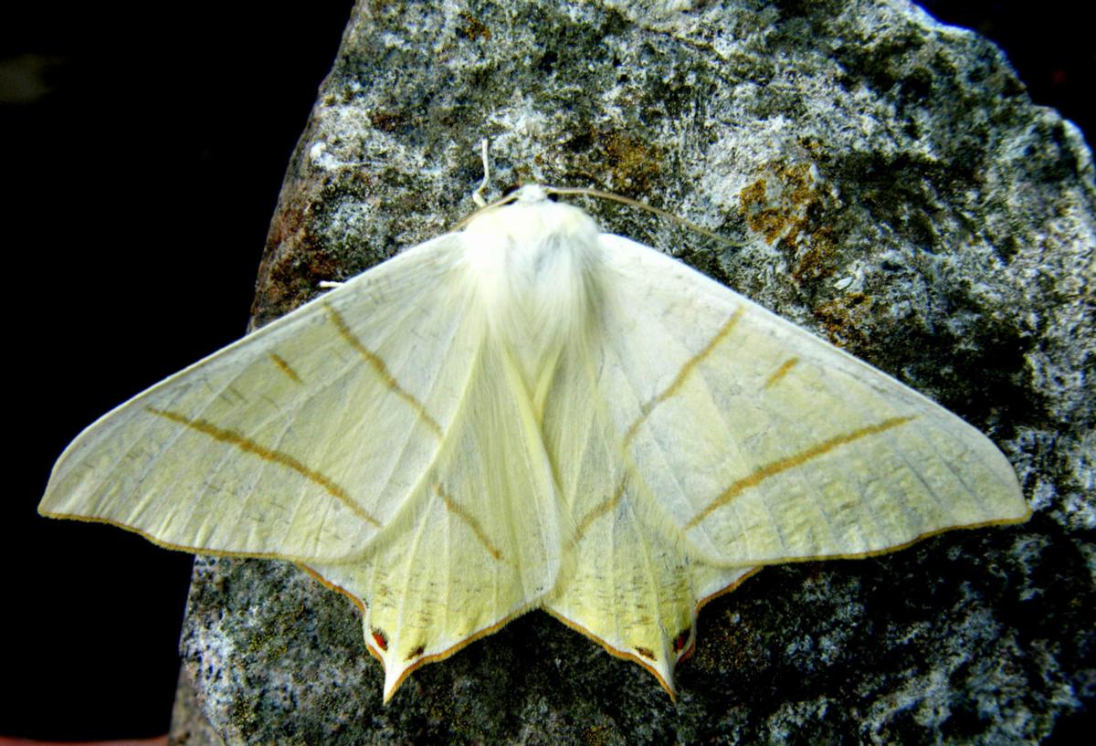 Swallow-tailed Moth | NatureSpot