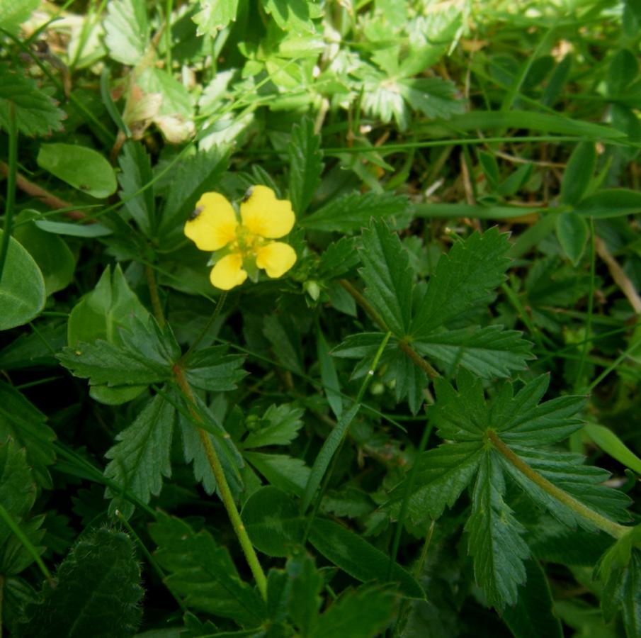 Tormentil | NatureSpot