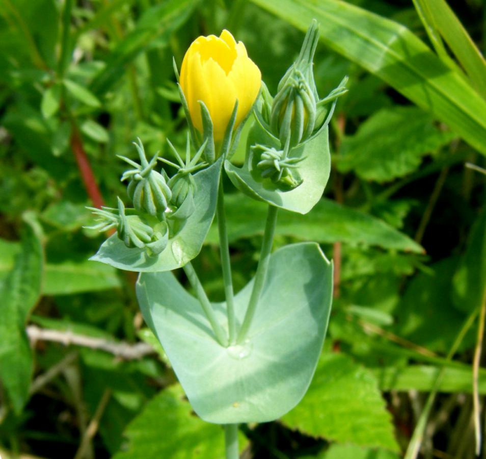 Yellow-wort | NatureSpot
