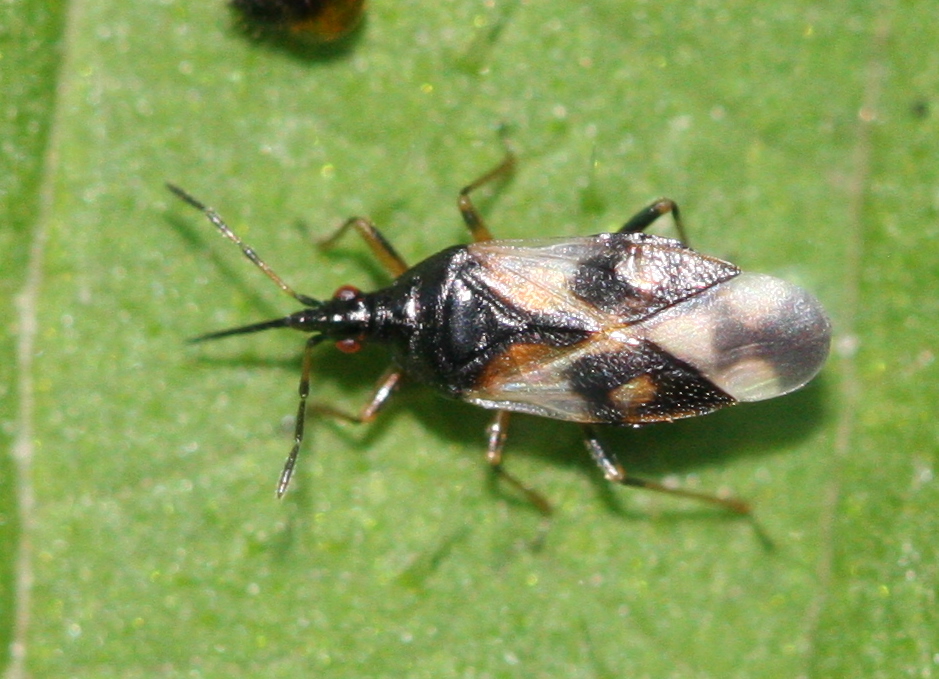 Common Flower Bug | NatureSpot