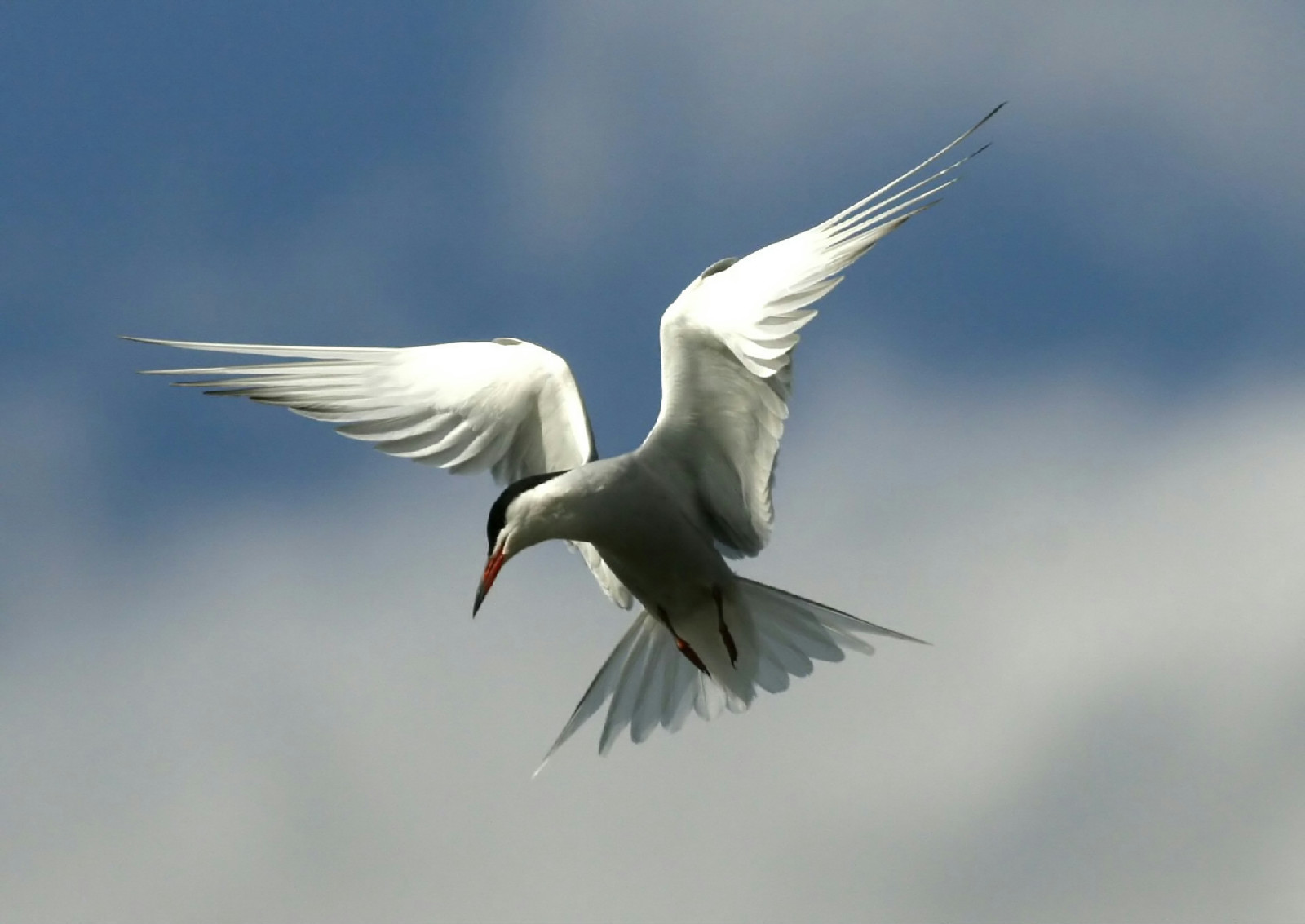 Common Tern | NatureSpot