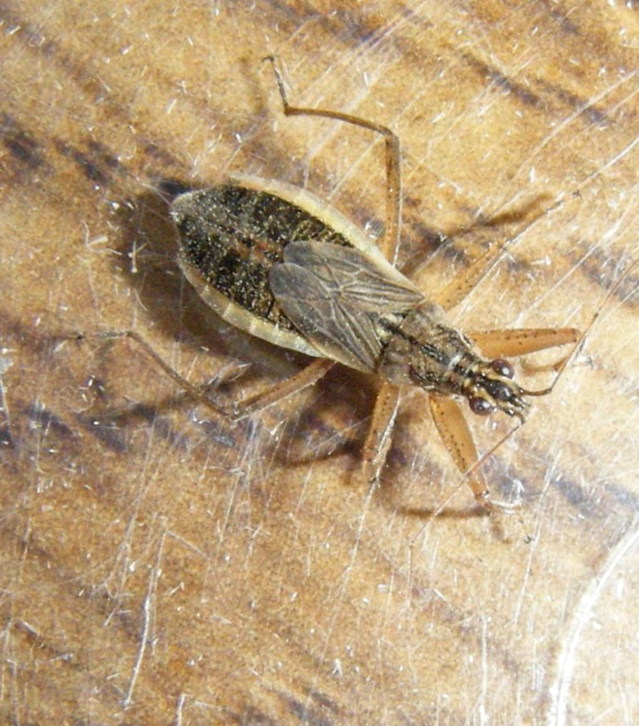 Broad Damsel Bug | NatureSpot