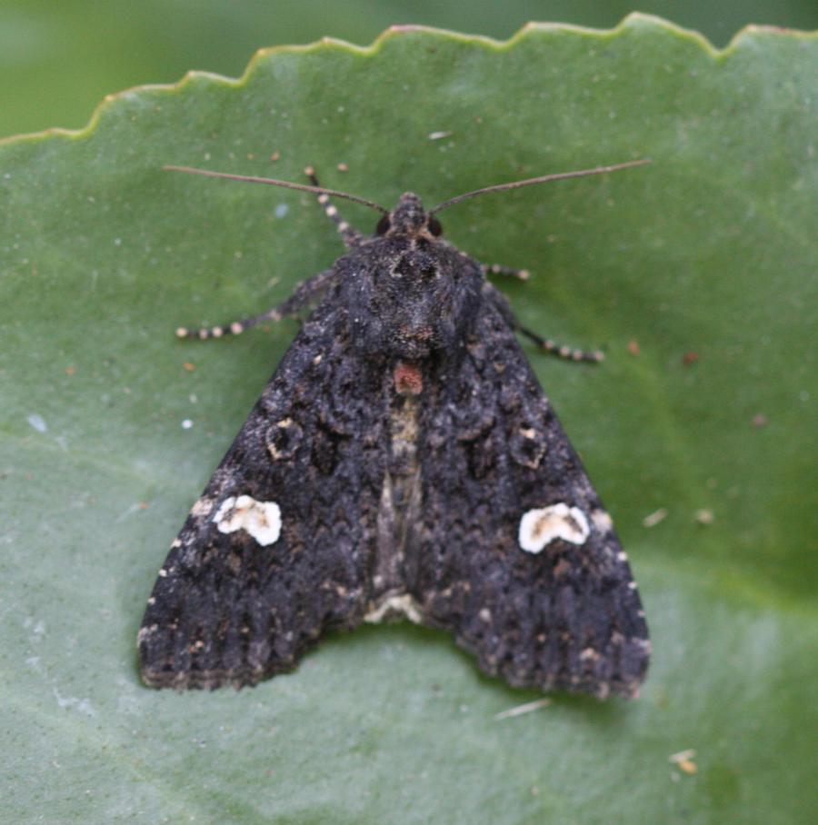 Dot Moth | NatureSpot