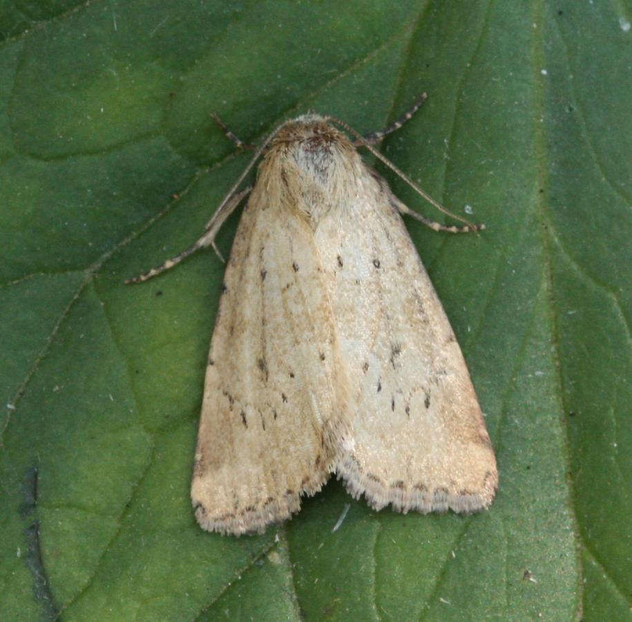 Small Dotted Buff | NatureSpot