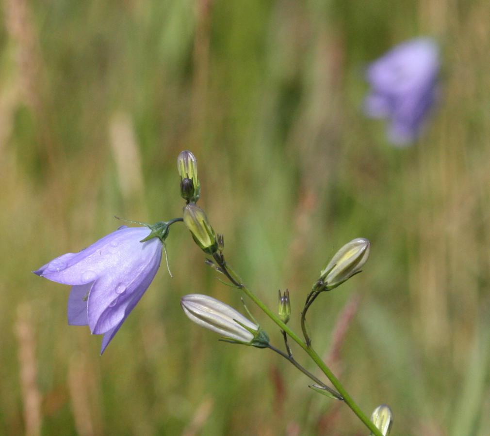 Harebell | NatureSpot
