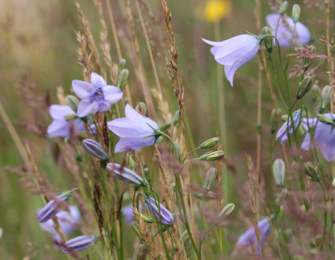 Harebell | NatureSpot