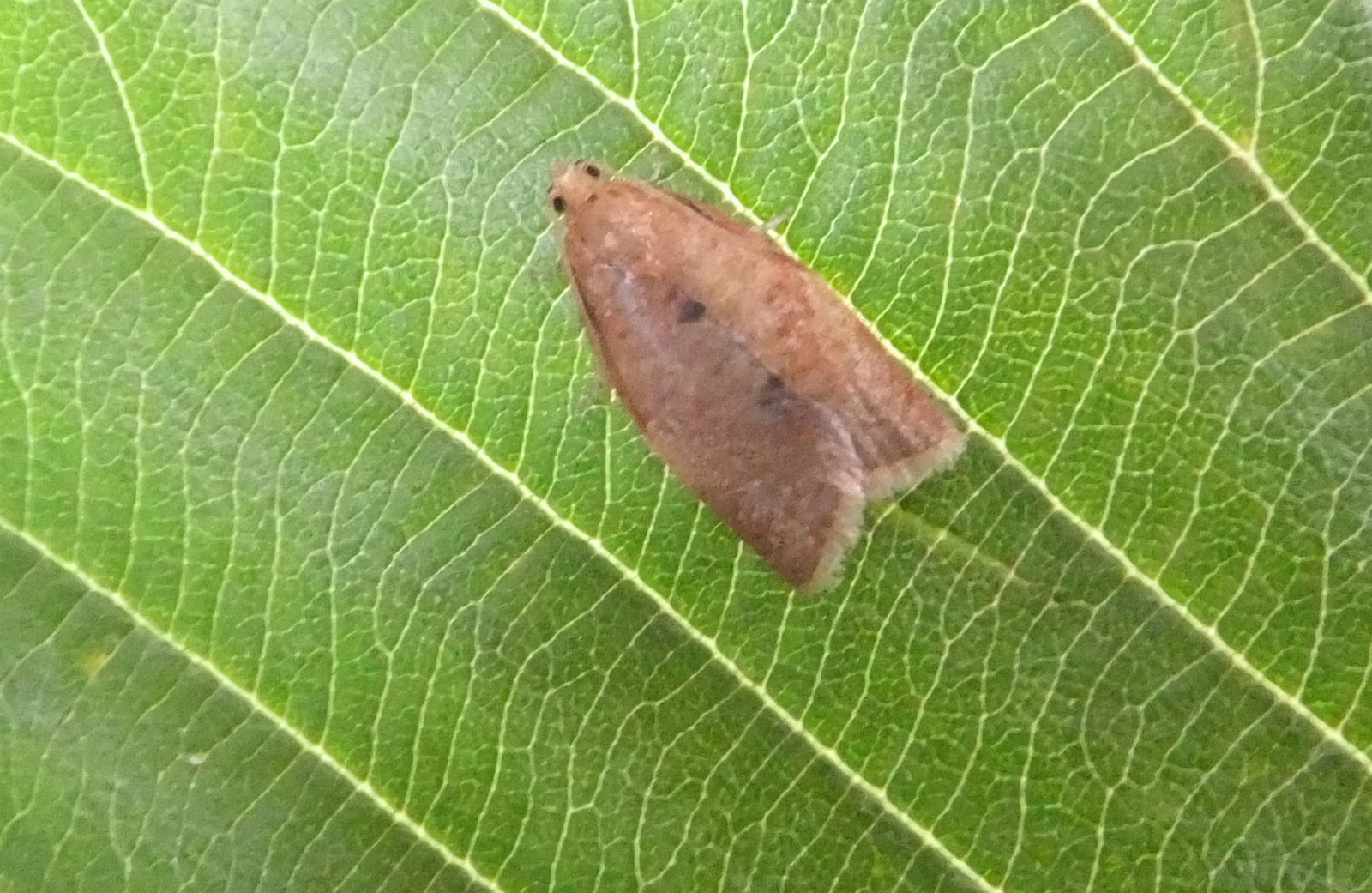 Clepsis consimilana | NatureSpot