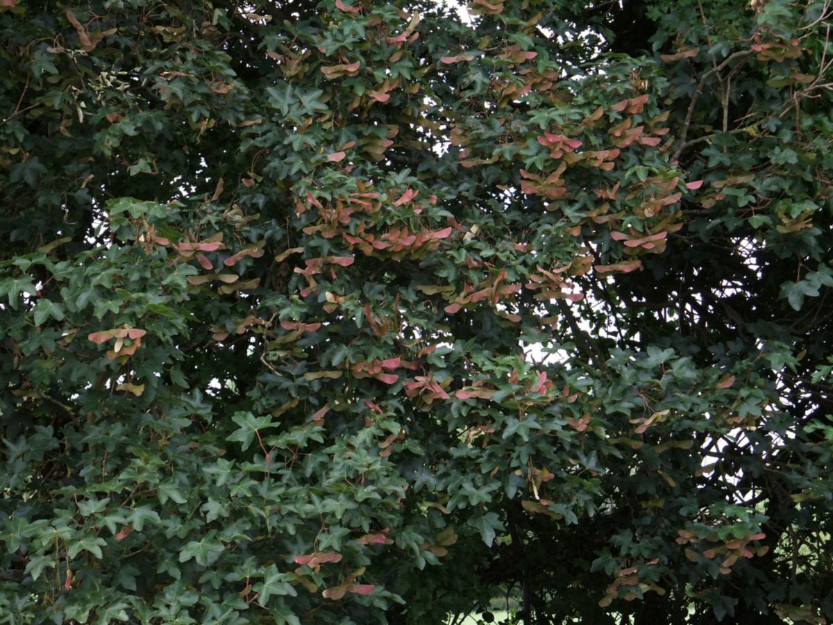 Field Maple | NatureSpot