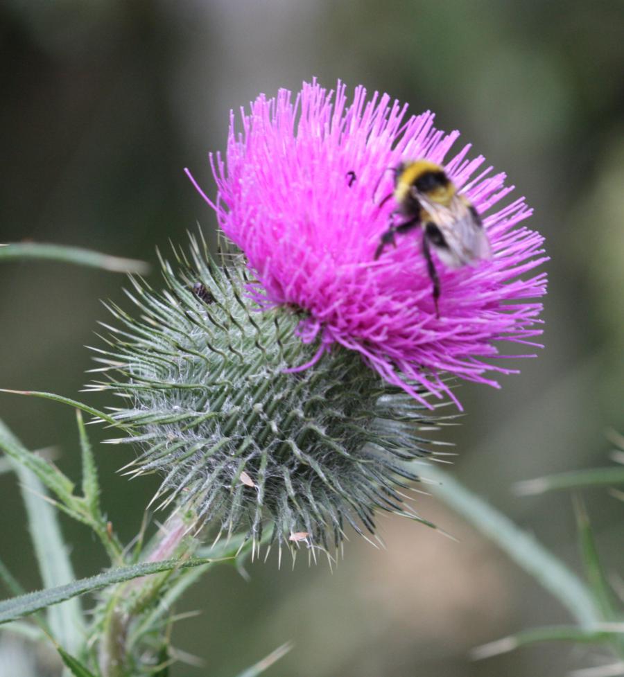 ID Guide to Common Thistles | NatureSpot
