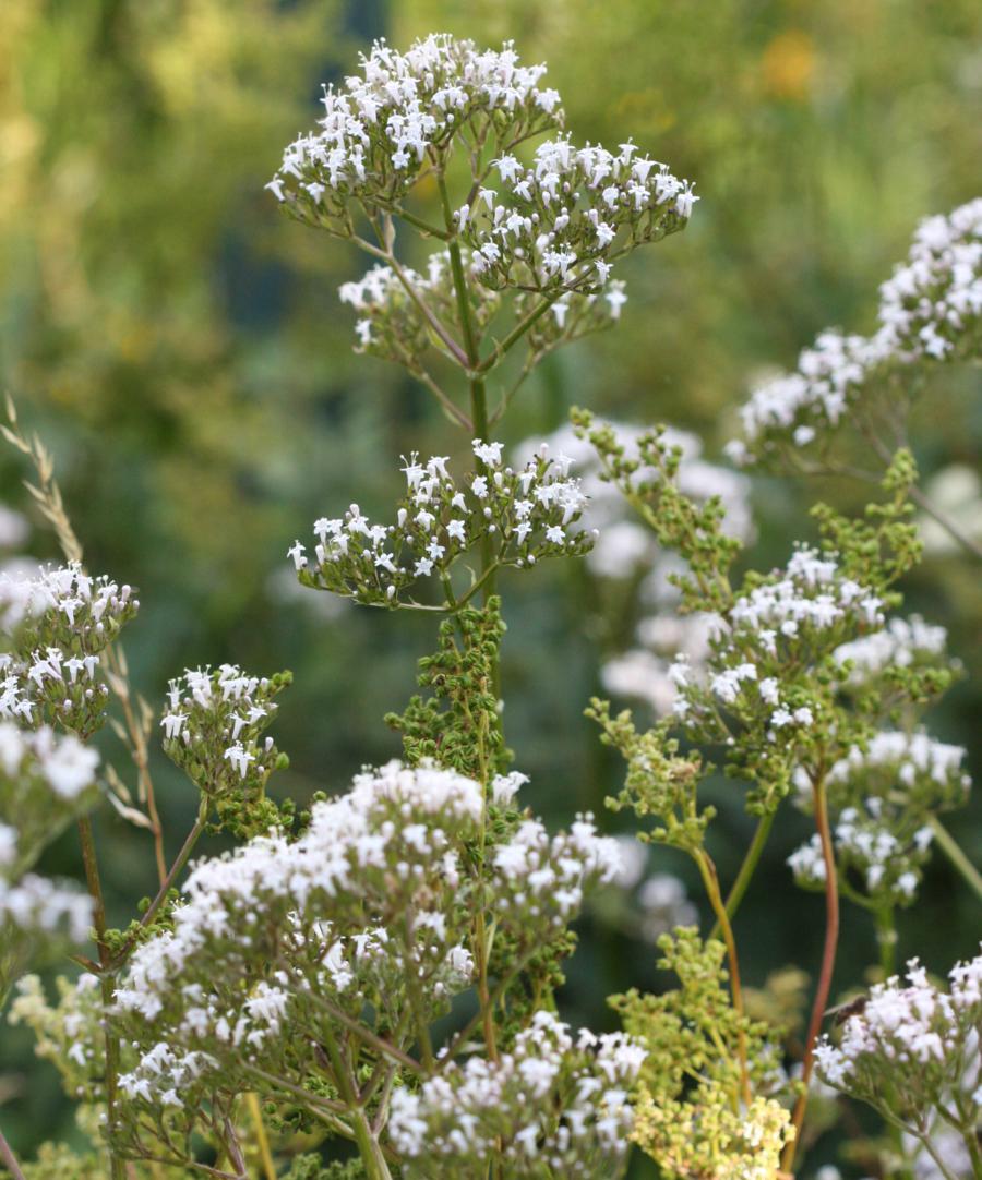 Common Valerian | NatureSpot