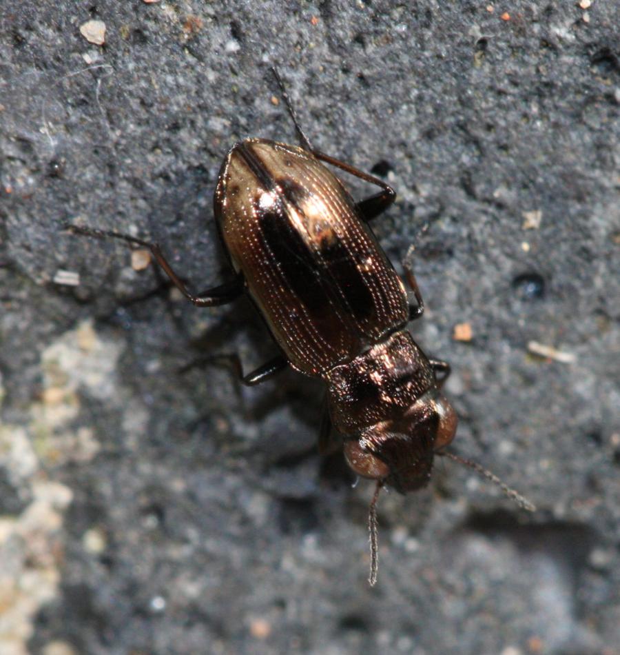 Notiophilus substriatus | NatureSpot