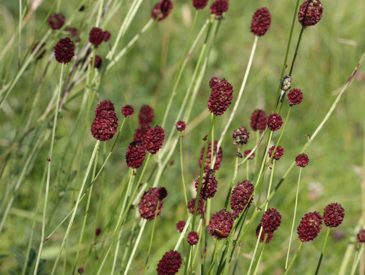 Great Burnet | NatureSpot