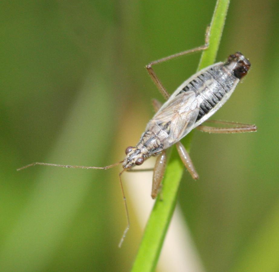 Broad Damsel Bug | NatureSpot