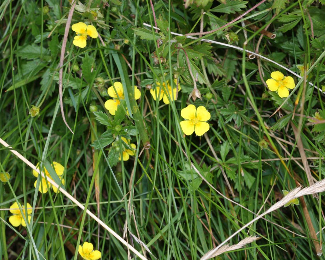 Tormentil | NatureSpot