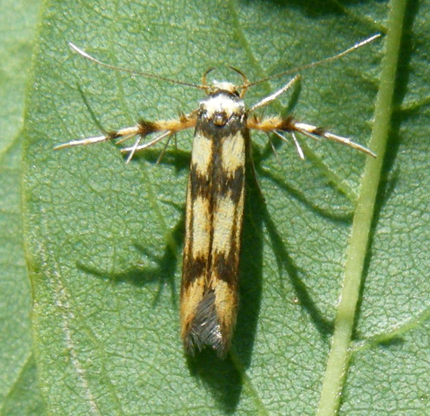 Stathmopoda pedella | NatureSpot