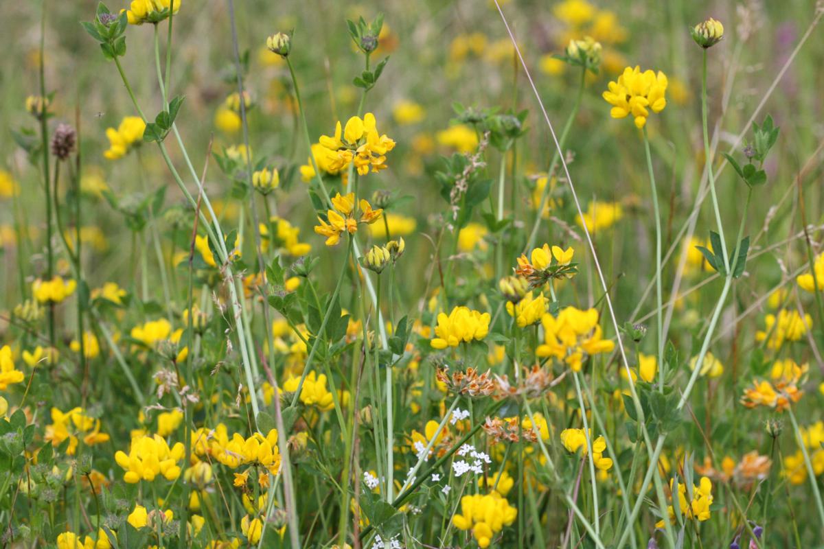 Greater Bird's-foot-trefoil | NatureSpot