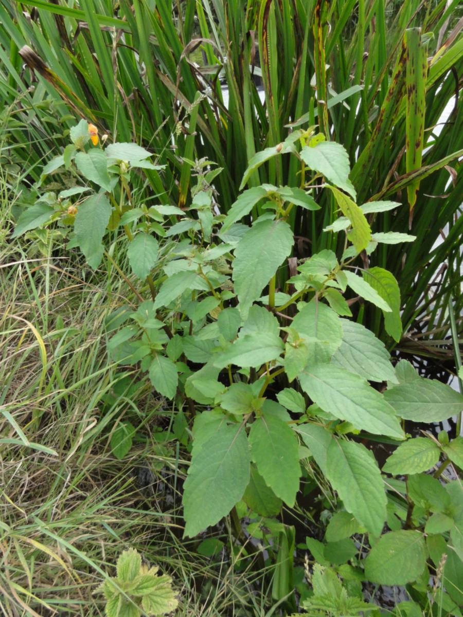 Orange Balsam | NatureSpot