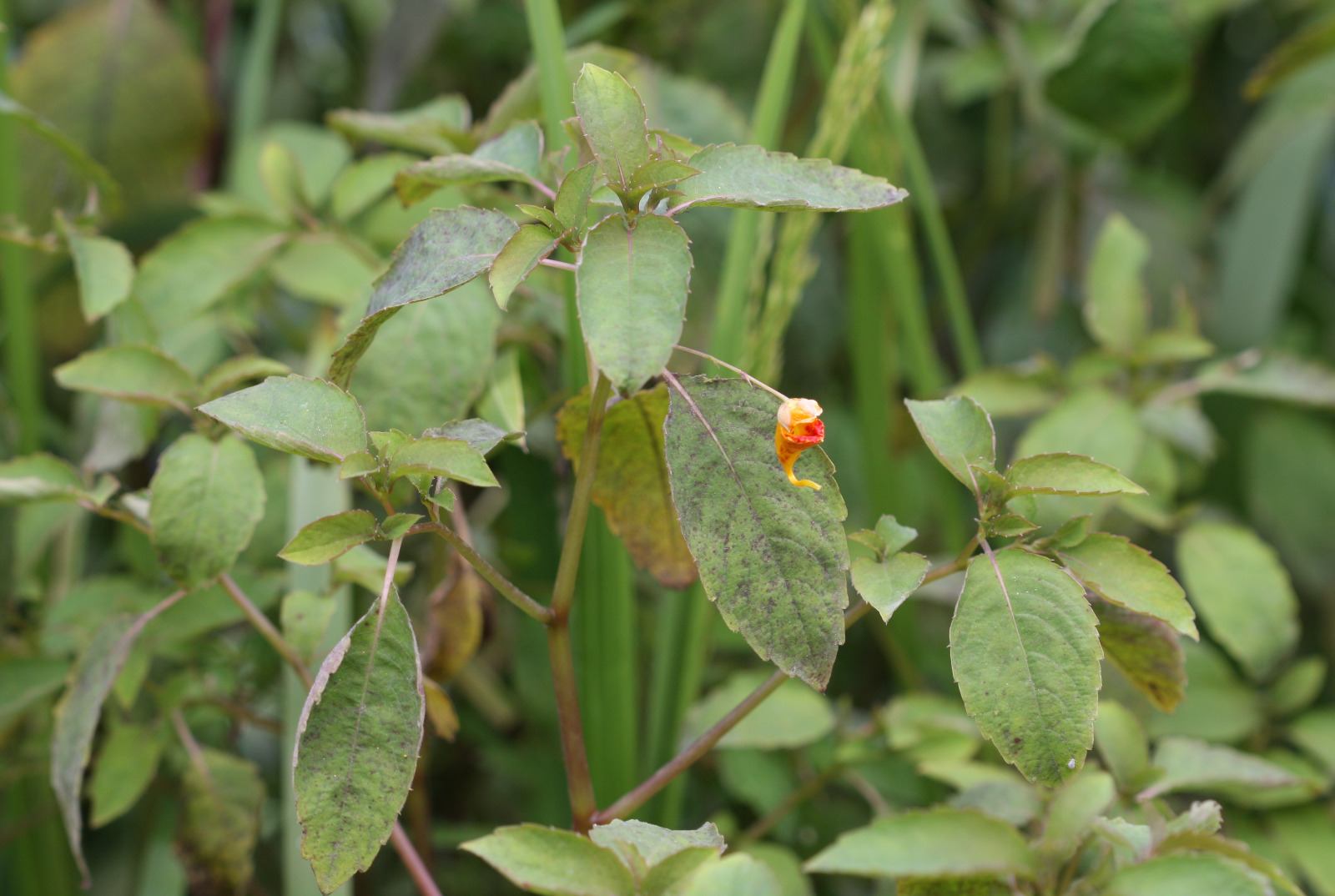 Orange Balsam | NatureSpot