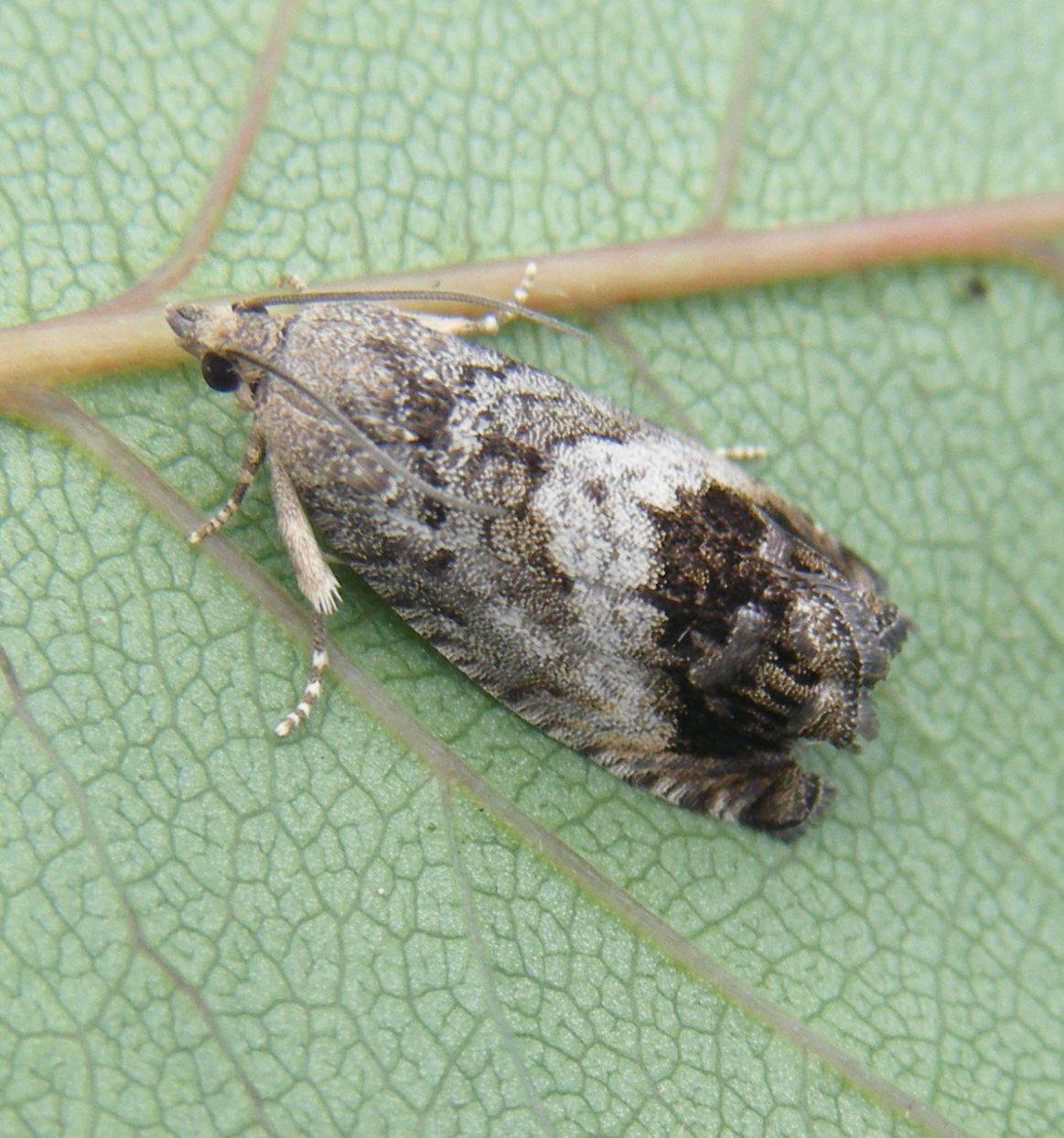 Cydia splendana | NatureSpot