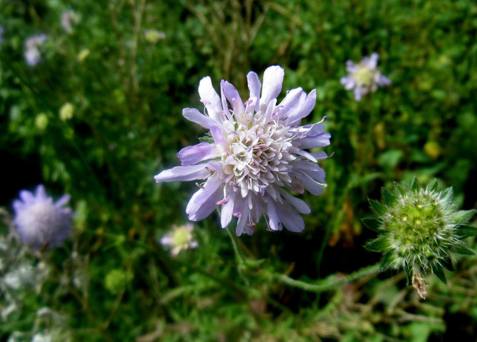 Field Scabious | NatureSpot