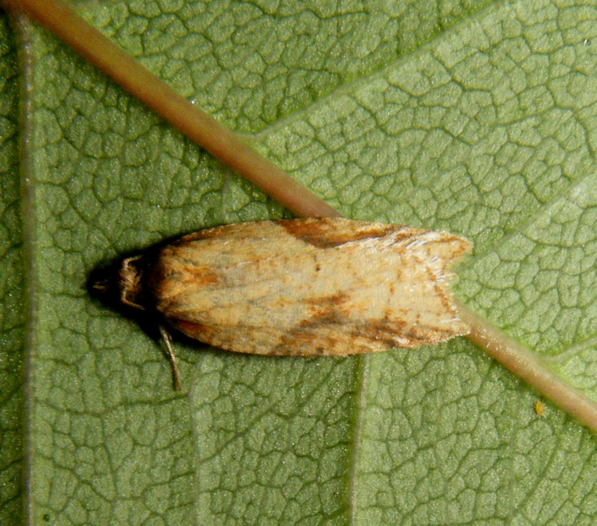 Rhomboid Tortrix | NatureSpot