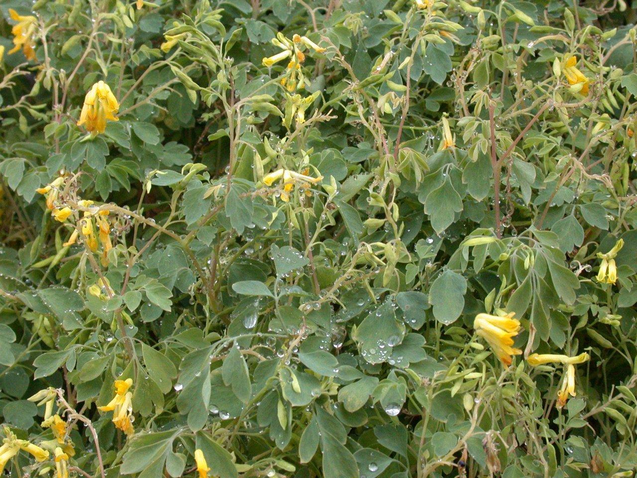 Yellow Corydalis | NatureSpot