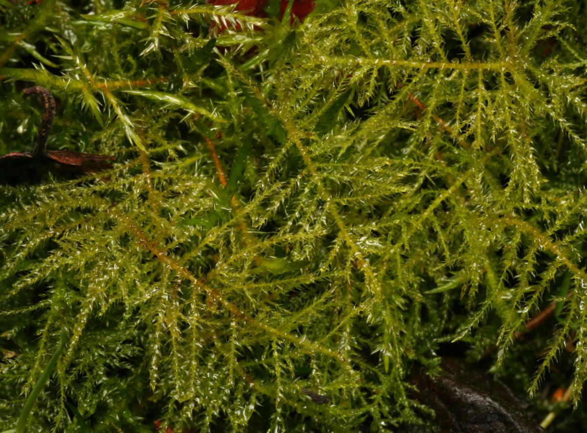 Common Feather-moss | NatureSpot