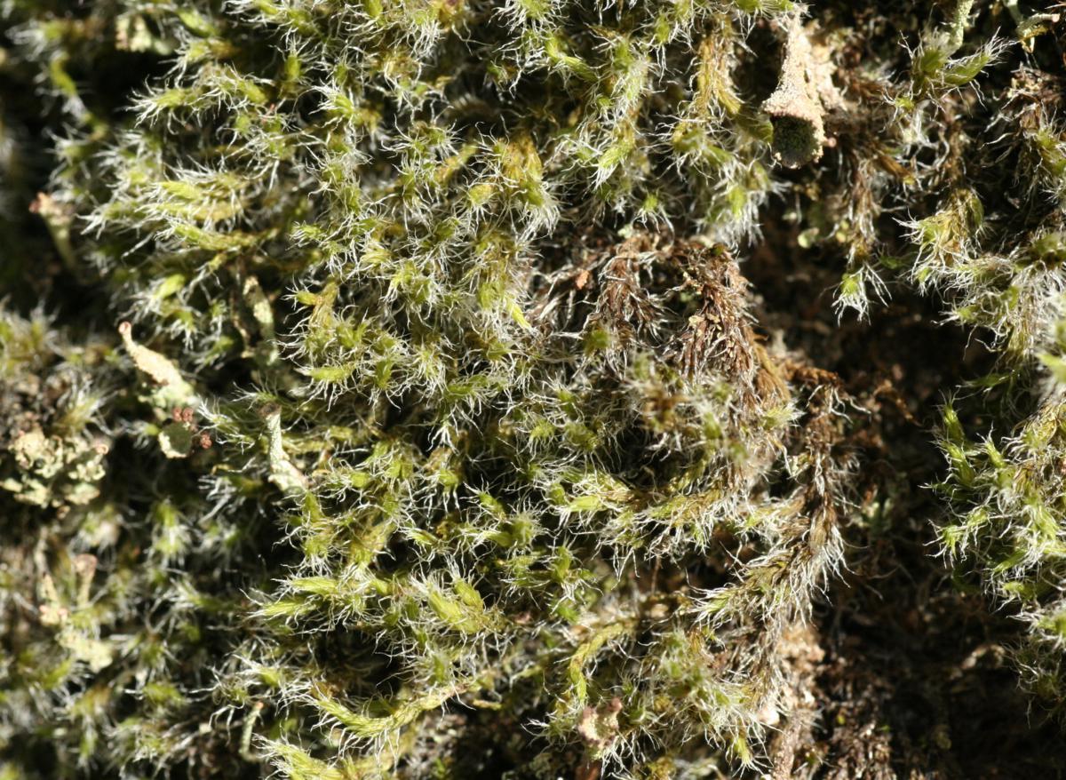 Bristly Fringe-moss | NatureSpot