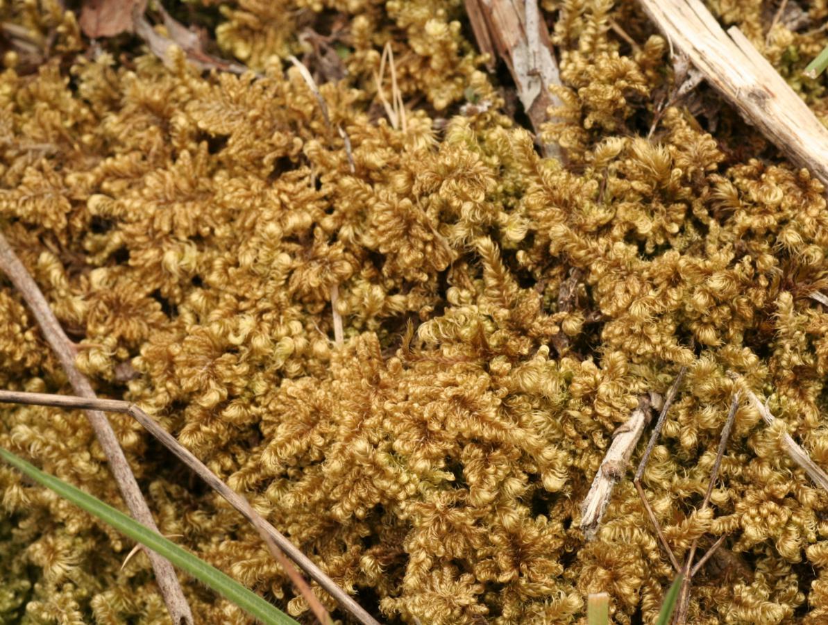 Comb-moss | NatureSpot