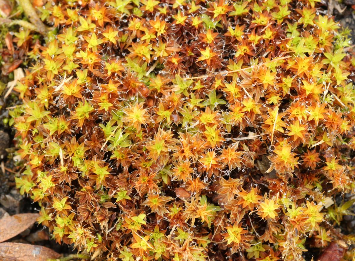 Intermediate Screw-moss | NatureSpot