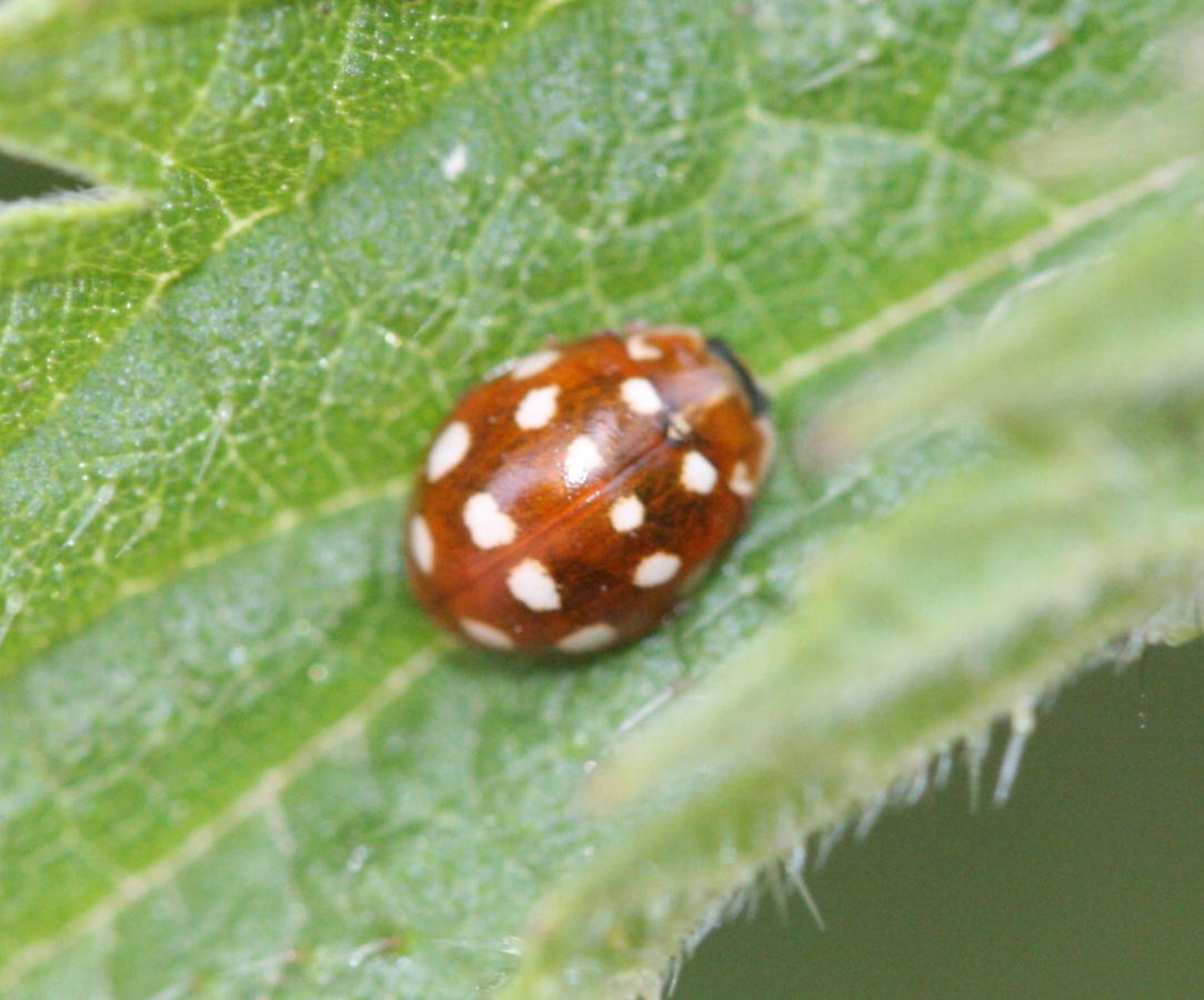 Cream Spot Ladybird | NatureSpot