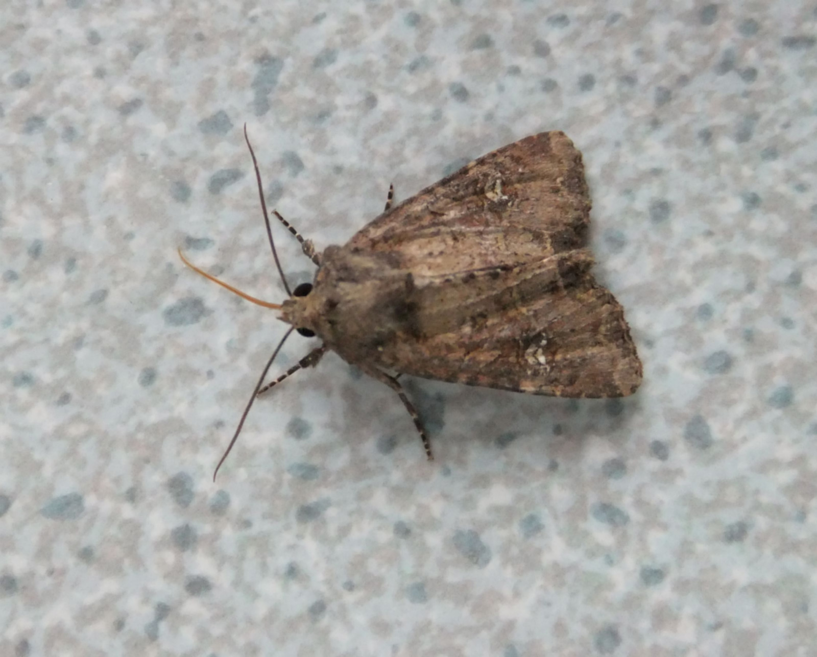 Common Rustic agg. | NatureSpot