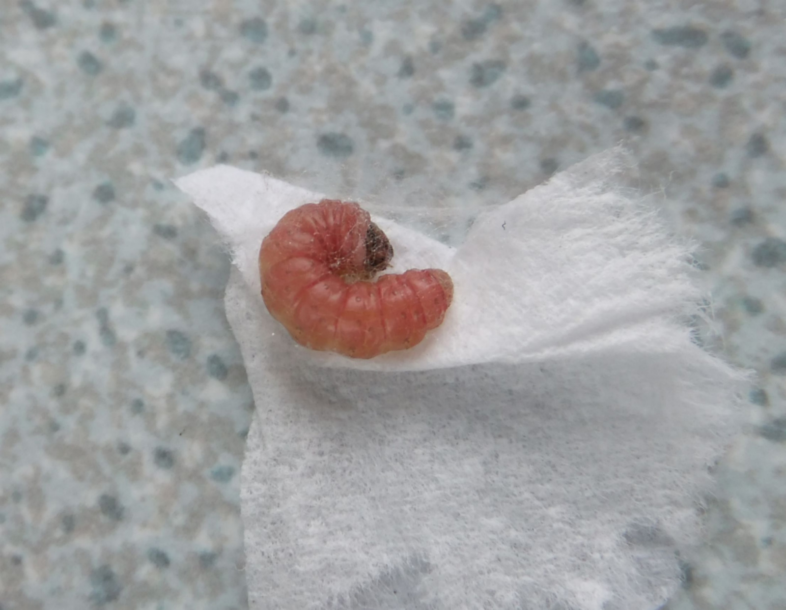 Codling Moth | NatureSpot