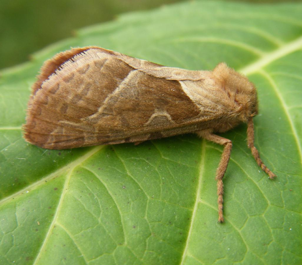 Orange Swift | NatureSpot
