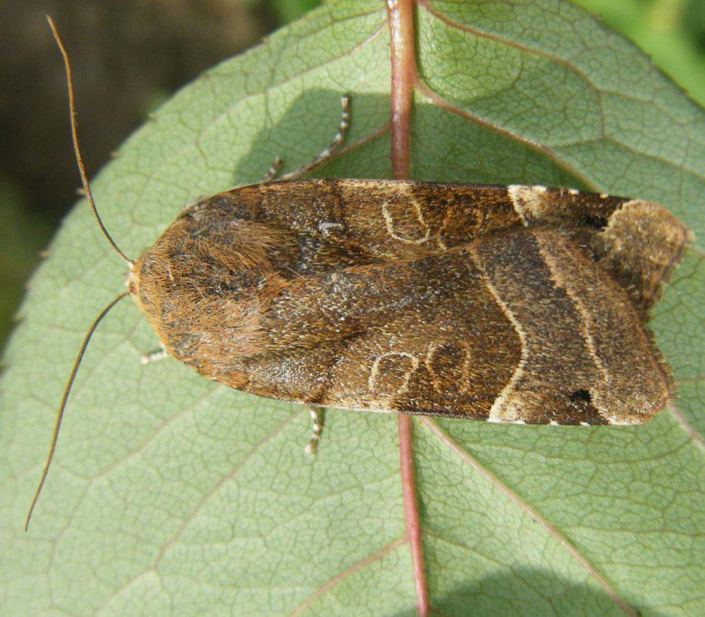 Broad-bordered Yellow Underwing | NatureSpot