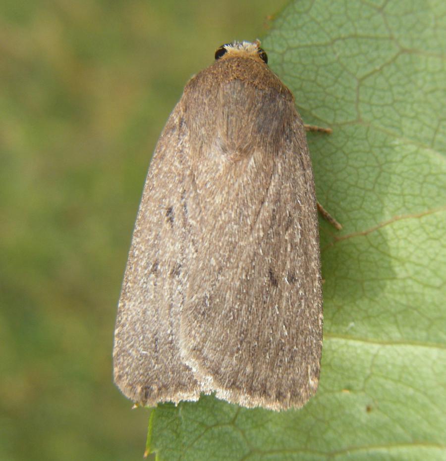 Mouse Moth | NatureSpot