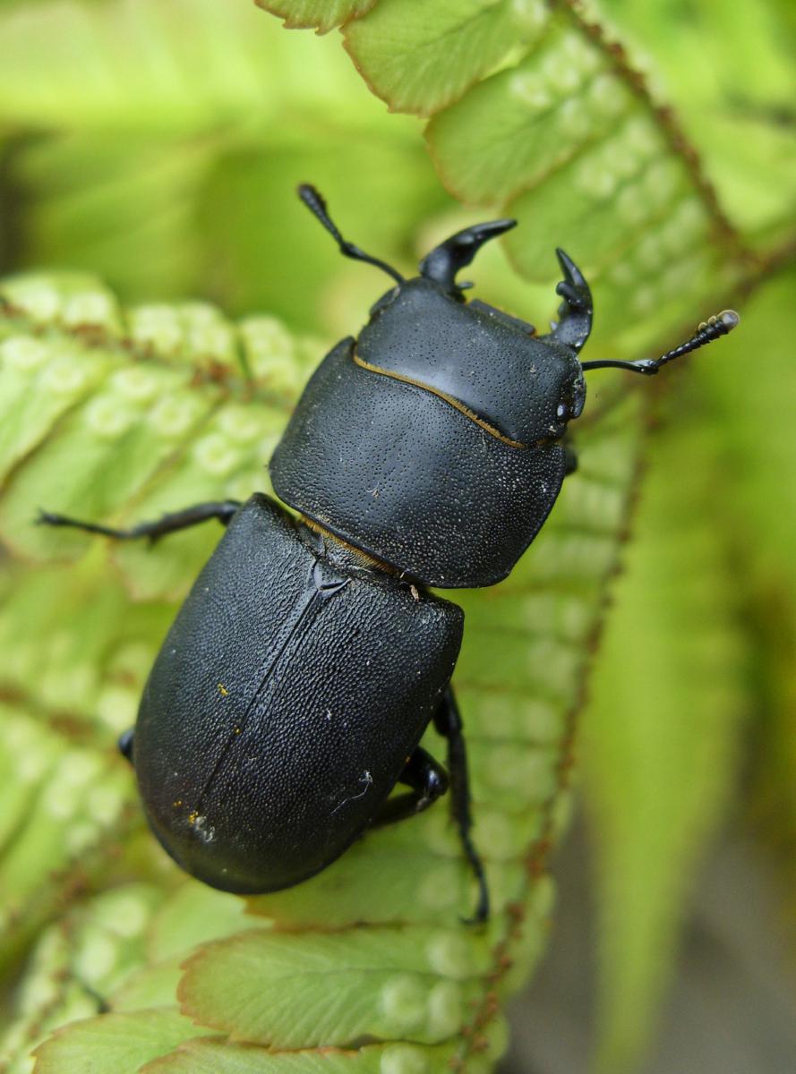 stag beetle uk