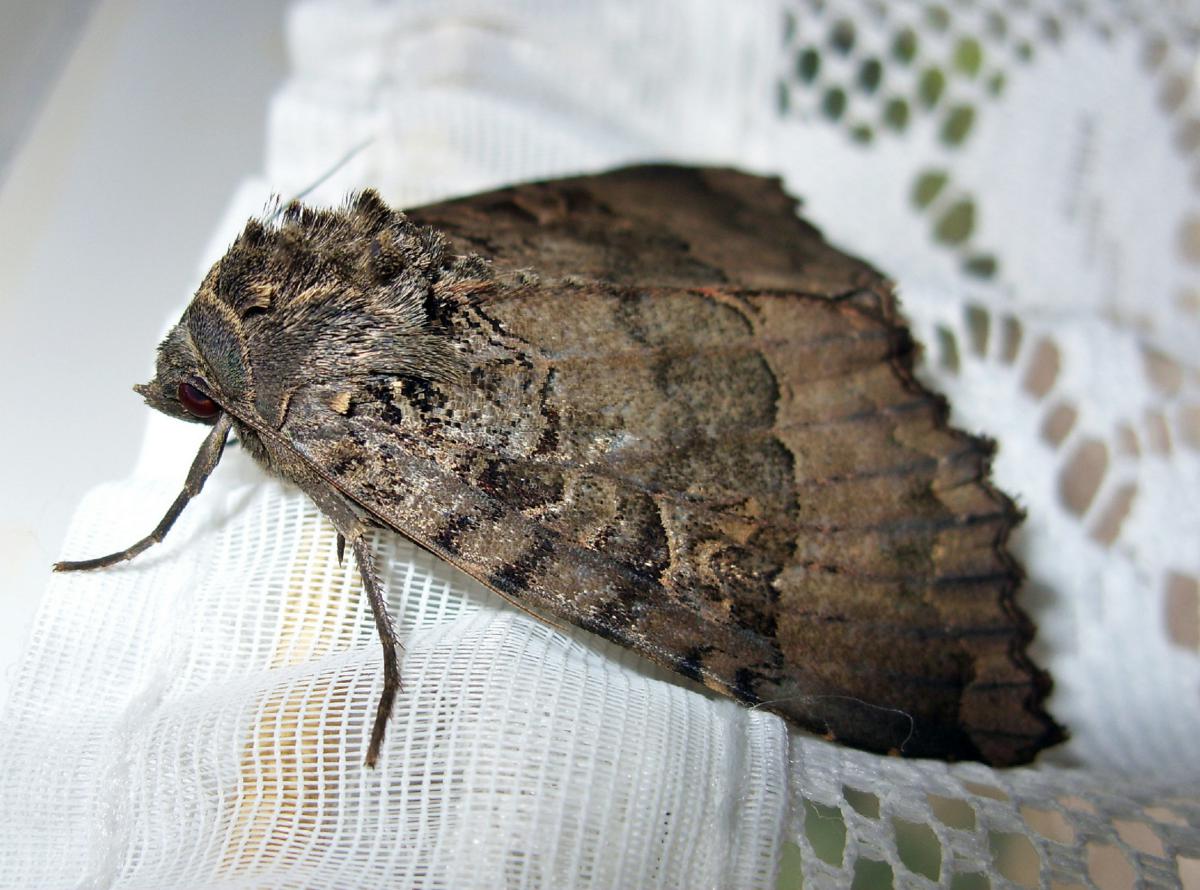 huge brown moth uk