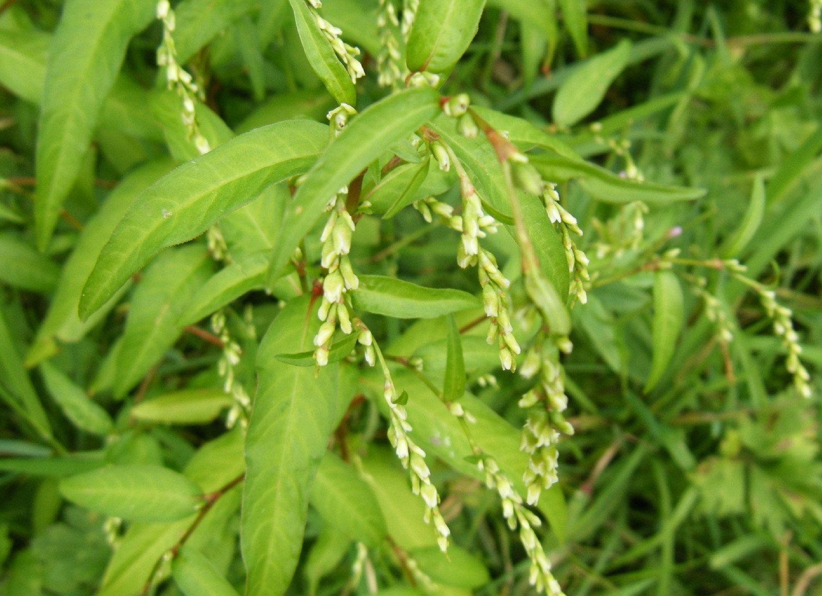 Water-pepper | NatureSpot