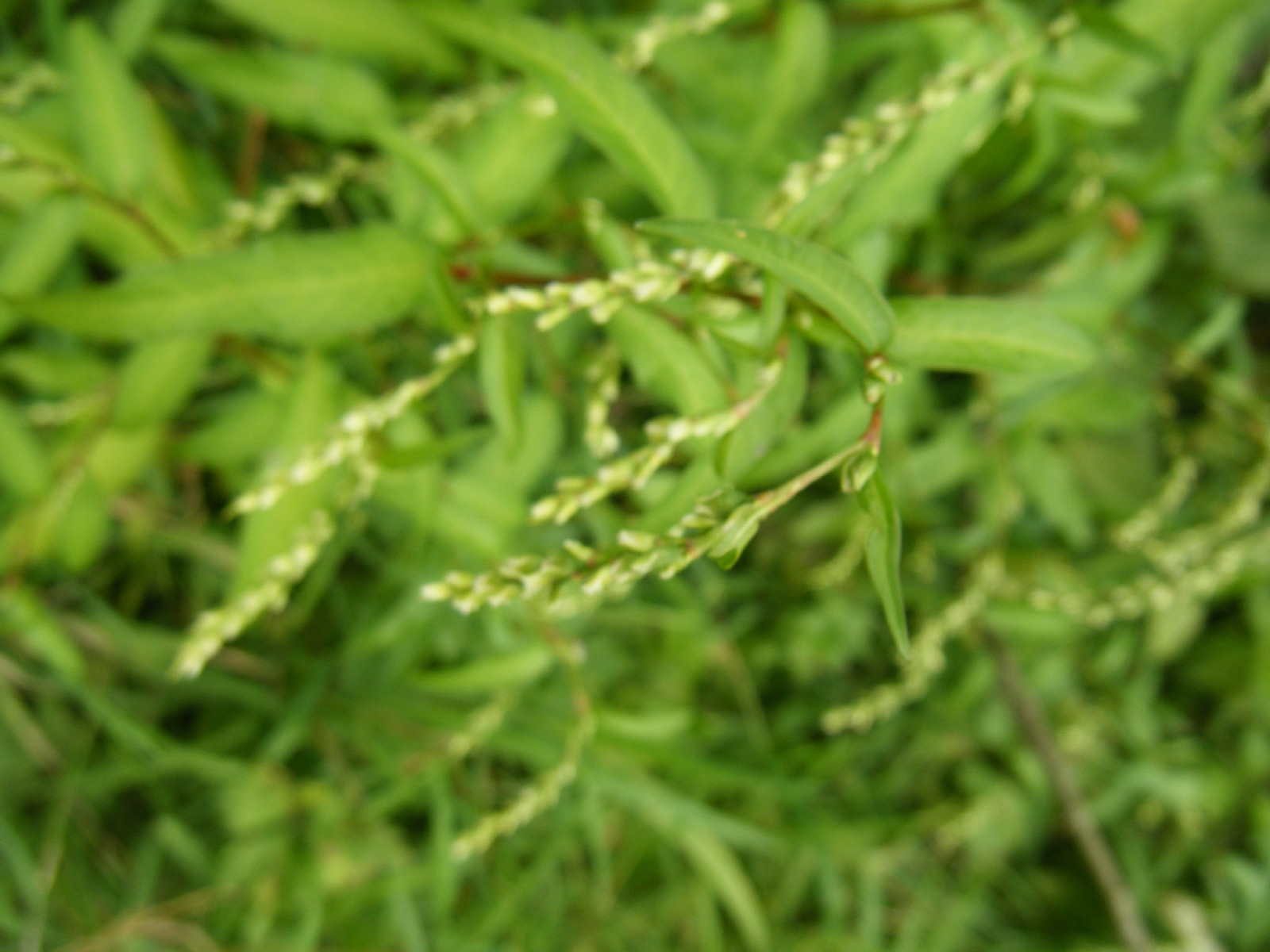 Water-pepper | NatureSpot