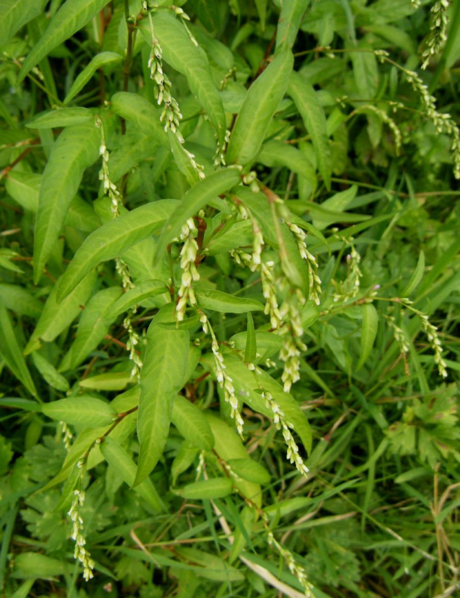 Water-pepper | NatureSpot