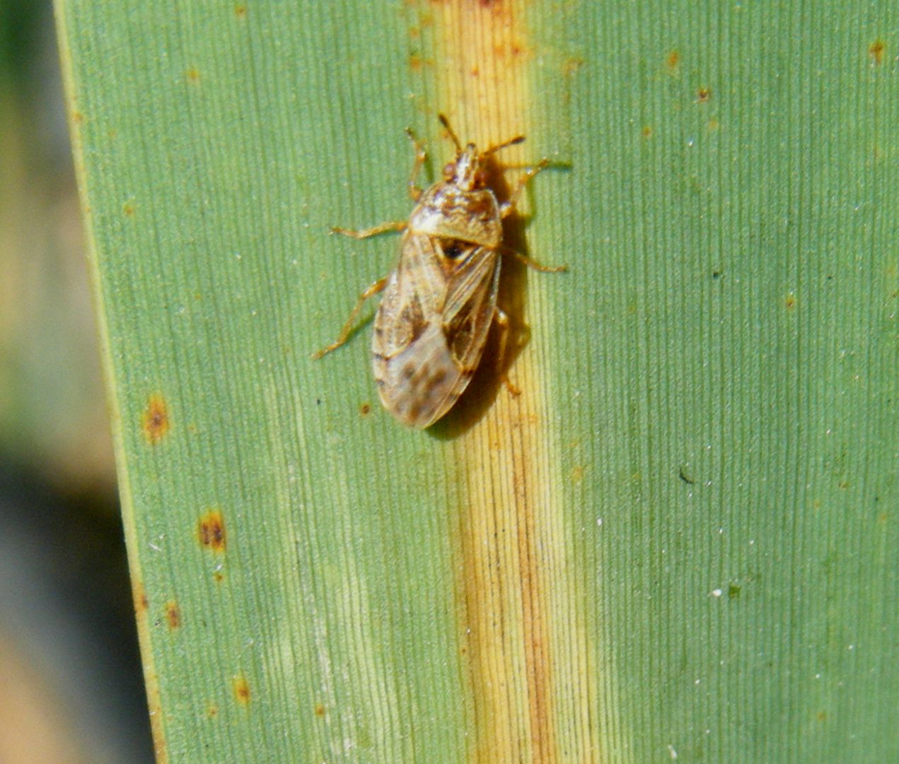 Bulrush Bug | NatureSpot